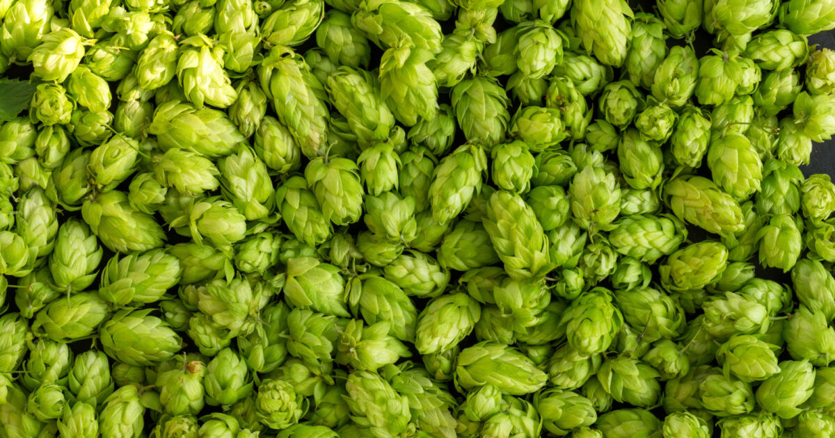 Hop Infusion | Paul Mueller Company